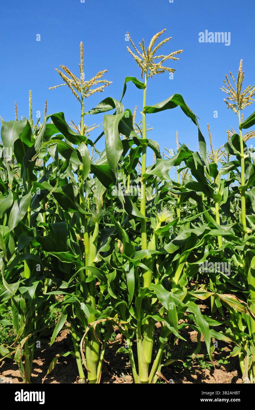 Young corn ears in hi-res stock photography and images - Alamy