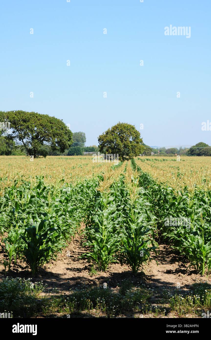 Crop of Sweet corn in bloom Stock Photo - Alamy