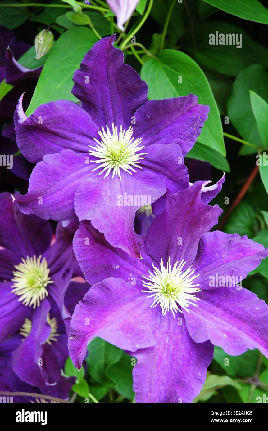 Clematis kiviviol hi-res stock photography and images - Alamy