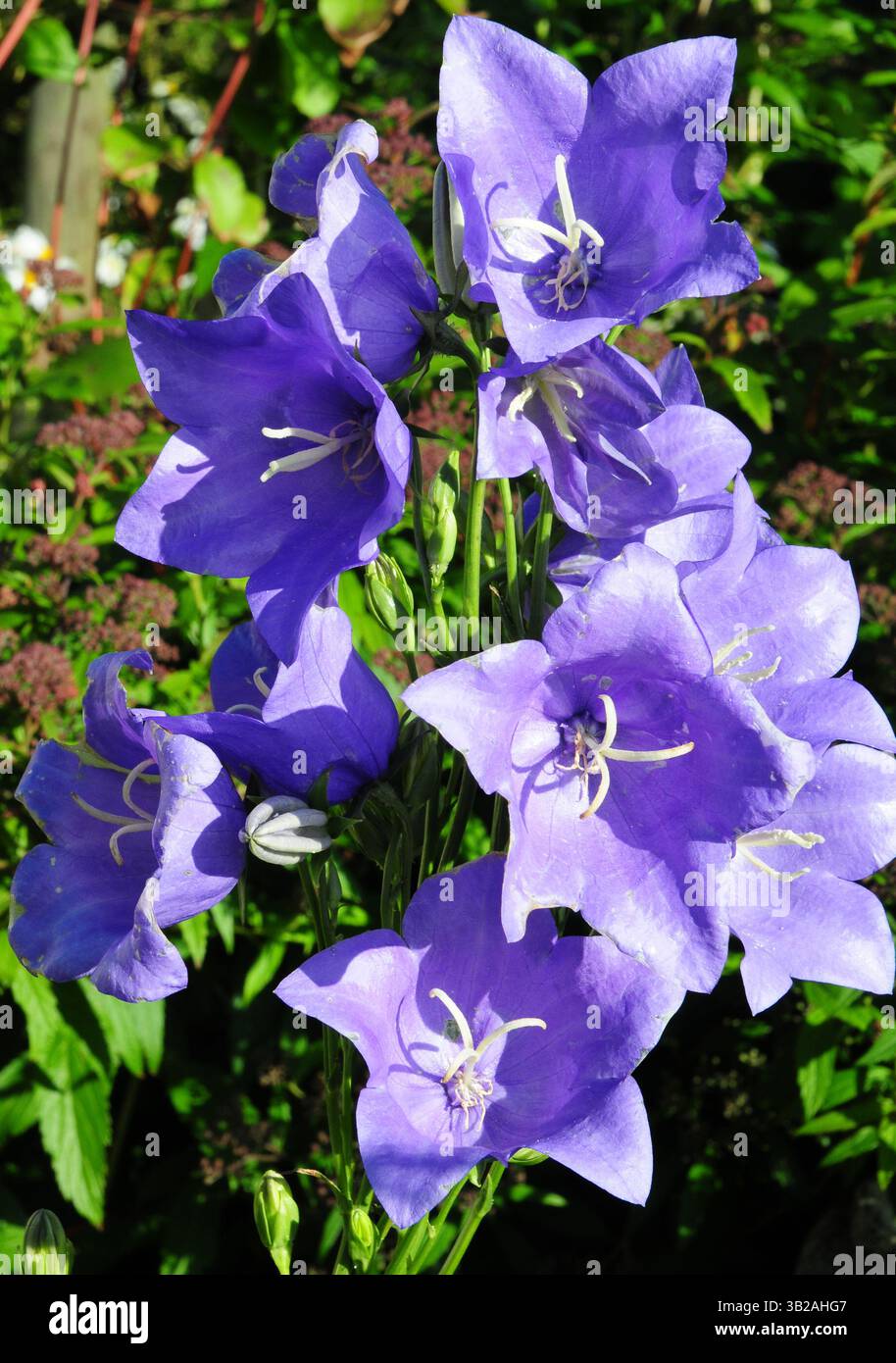 Flowers campanula persicifolia peach hi-res stock photography and ...