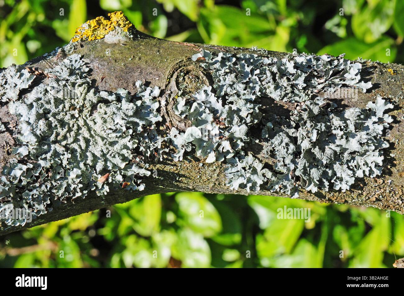 Lichen sensitive to sulphur dioxide hi-res stock photography and images ...