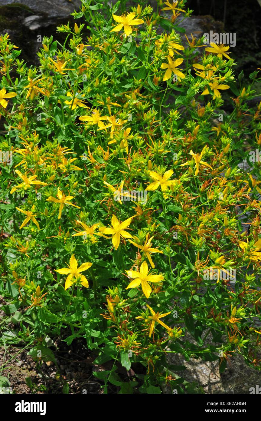 Native temperate regions hi-res stock photography and images - Alamy