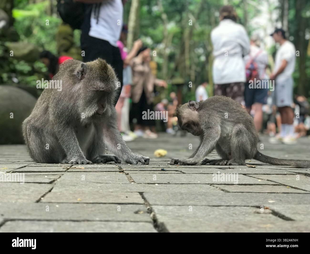 Wild macaques in the Sacred Monkey Forest Sanctuary of Ubud, Bali. A ...