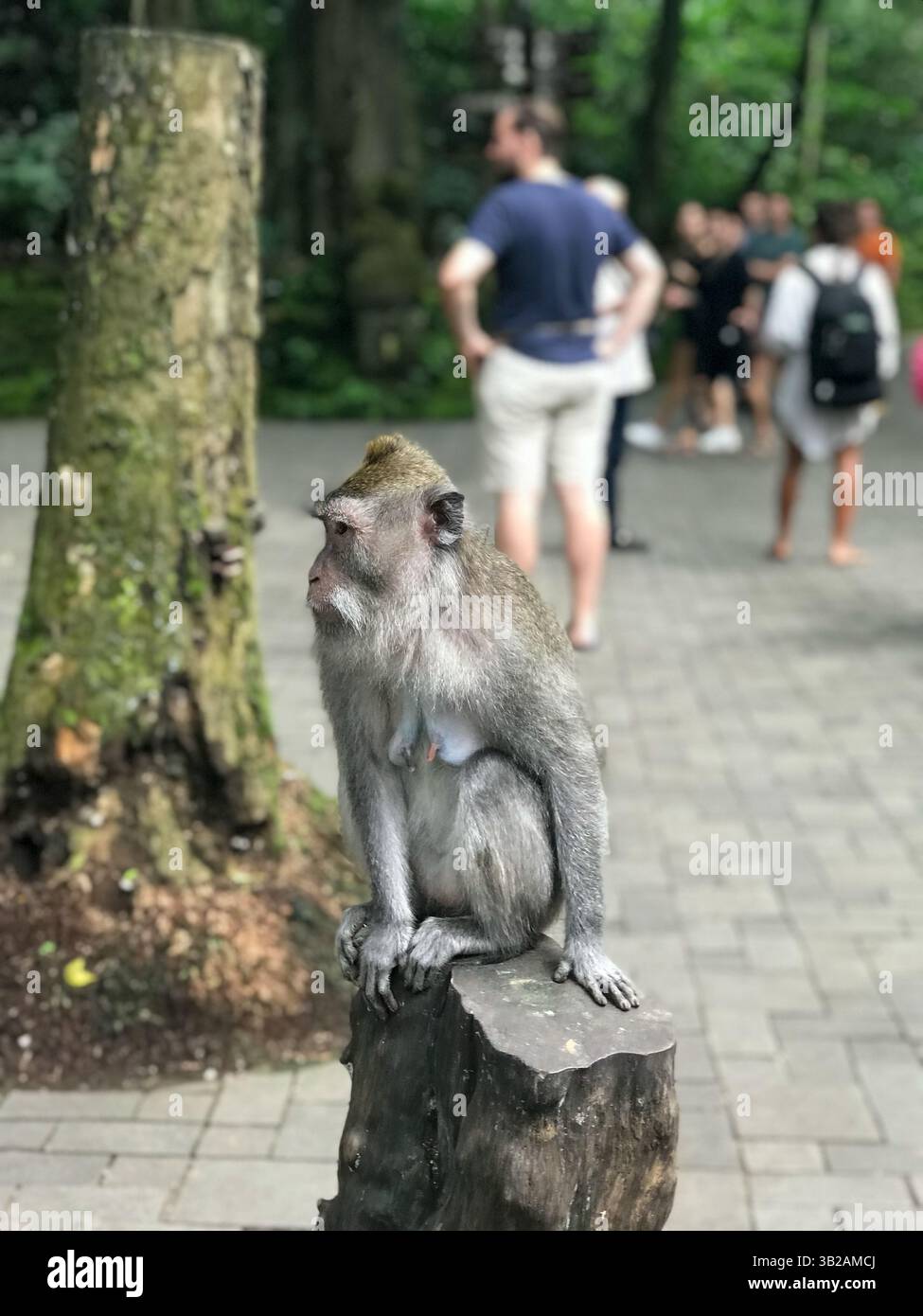 Wild macaques in the Sacred Monkey Forest Sanctuary of Ubud, Bali. A ...