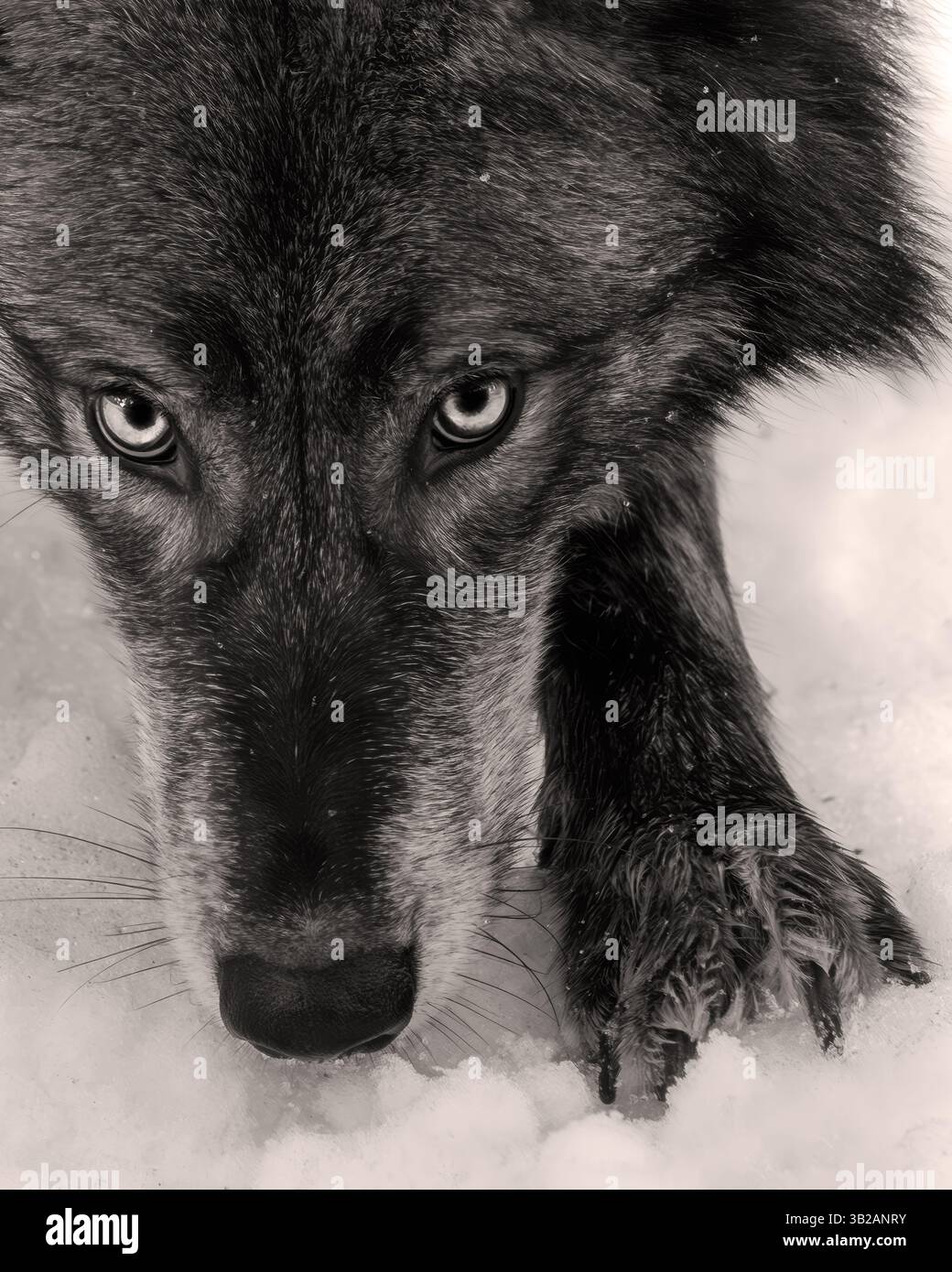 The wolf also known as the gray wolf or grey wolf, is a large canine ...