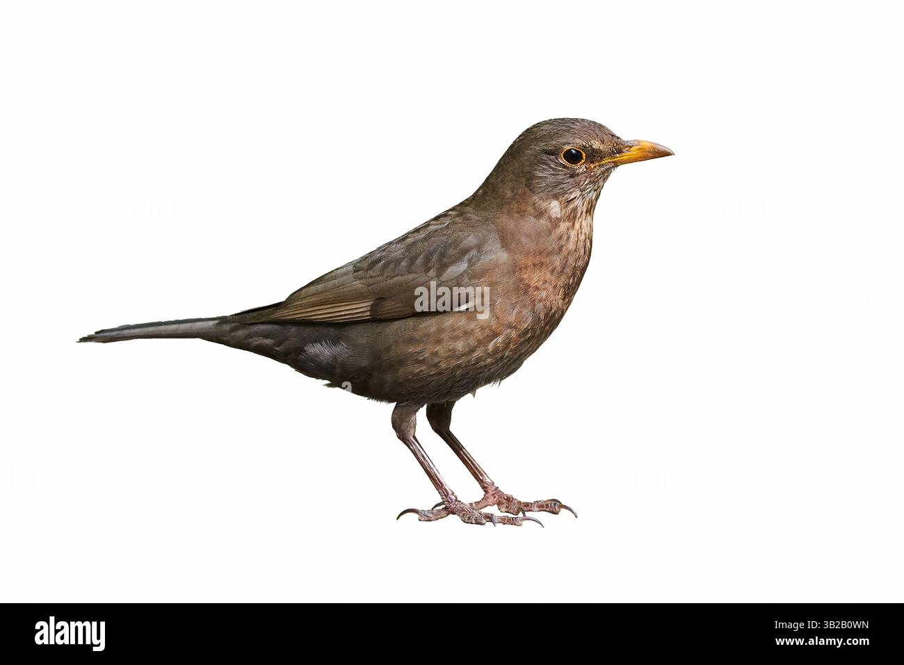 Common blackbird female isolated on white background (Turdus merula ...