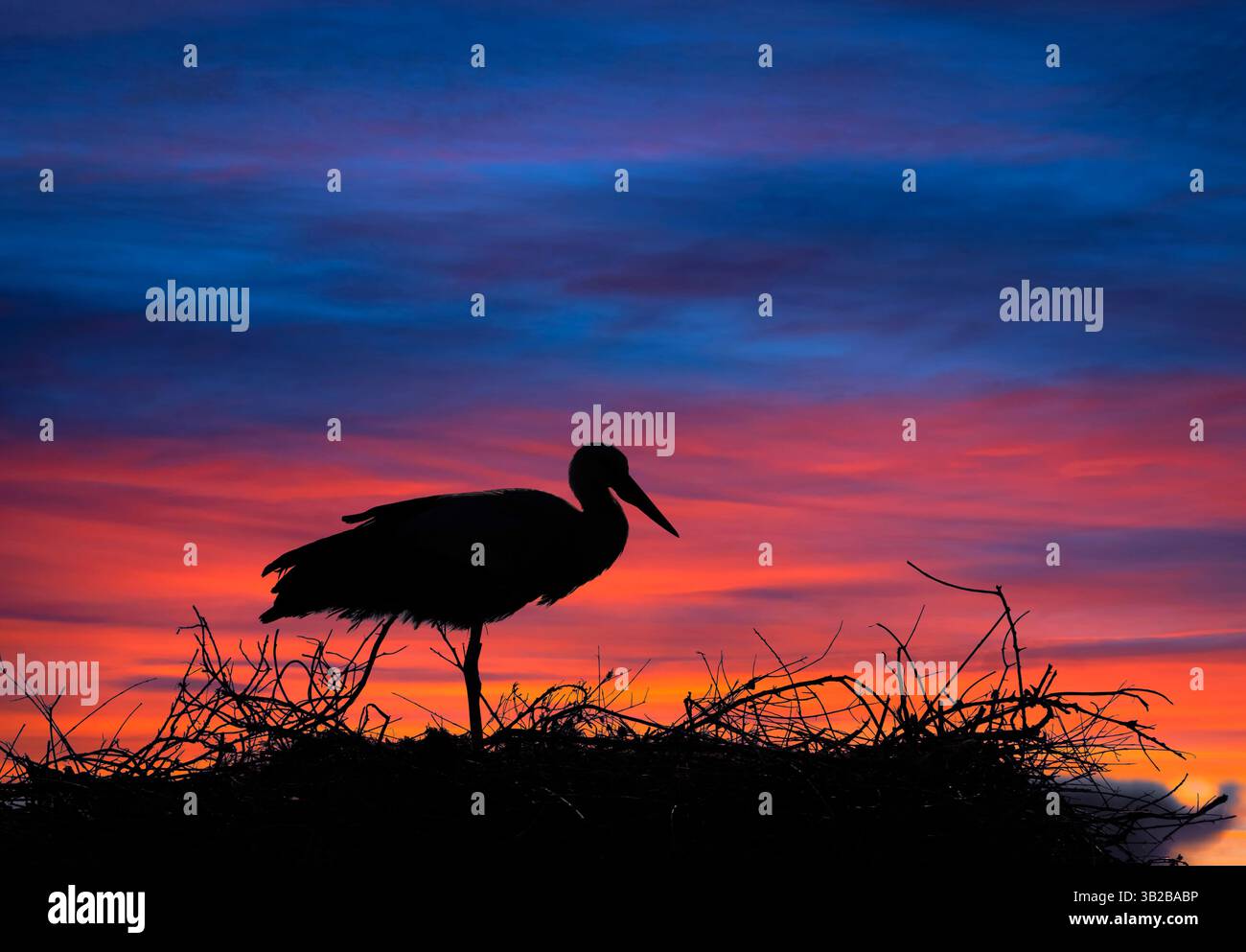 White stork silhouette with the sunset in the background. Portugal ...