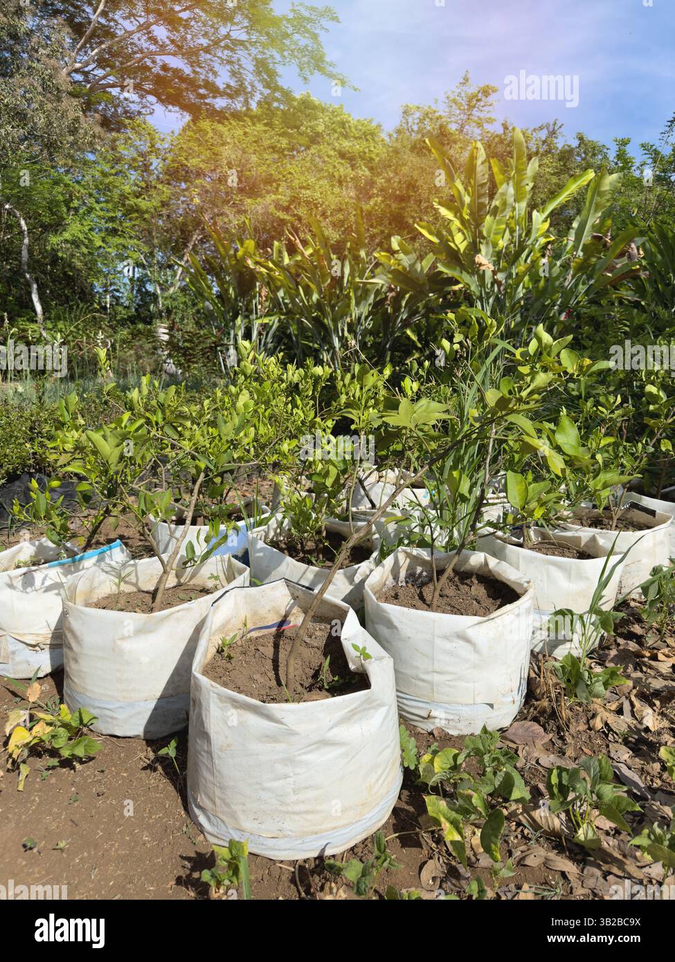 New plants in plastic bag for agriculture farm Stock Photo - Alamy