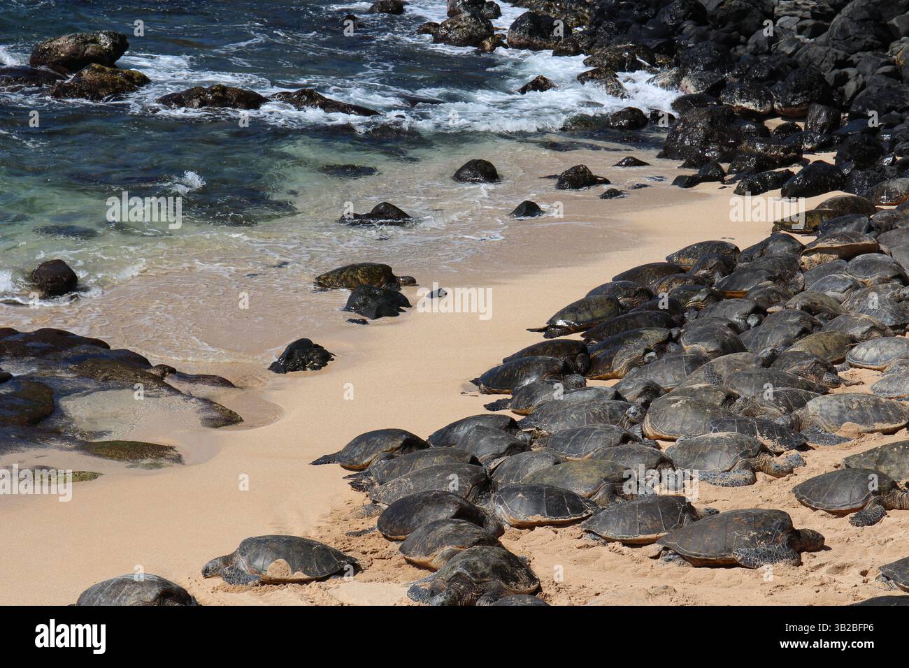Over 65 Green Sea Turtles basking on the beach in a protected wildlife ...