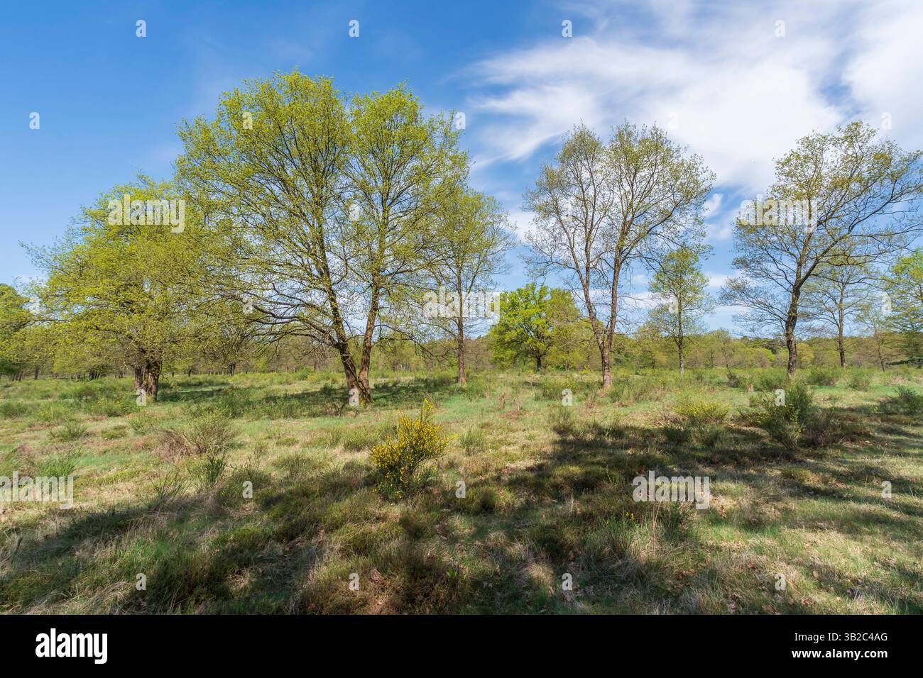 Landschaft im Naturschutzgebiet Wahner Heide bei Köln *** Landscape in ...