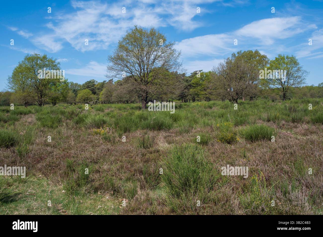 Landschaft im Naturschutzgebiet Wahner Heide bei Köln *** Landscape in ...