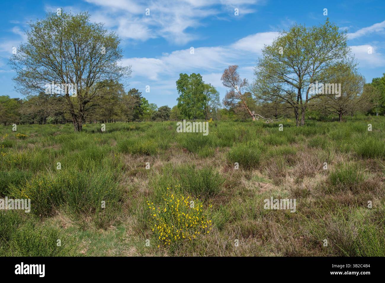 Landschaft im Naturschutzgebiet Wahner Heide bei Köln *** Landscape in ...
