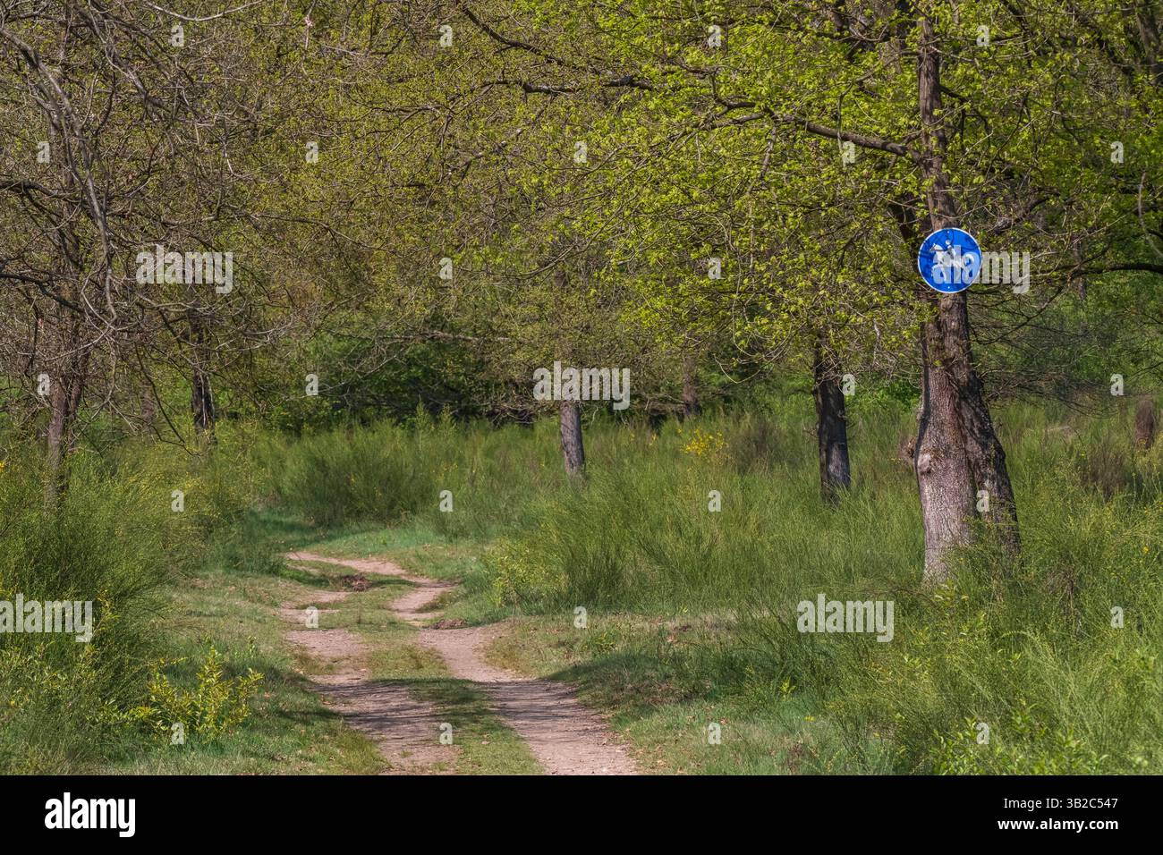 Landschaft im Naturschutzgebiet Wahner Heide bei Köln *** Landscape in ...