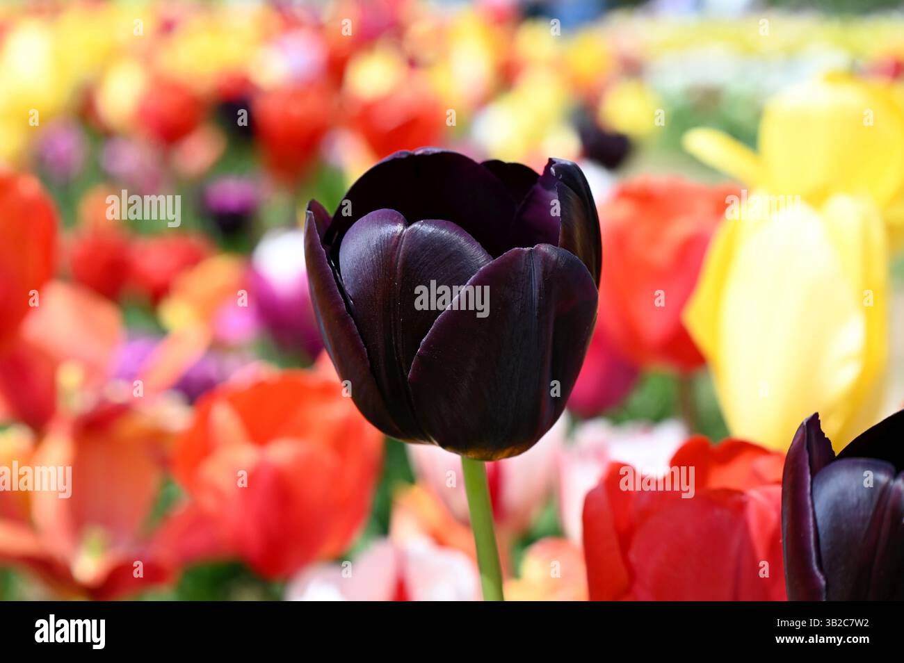 Tulleys Tulip fields near St Albans has a beautifull display of tulips ...