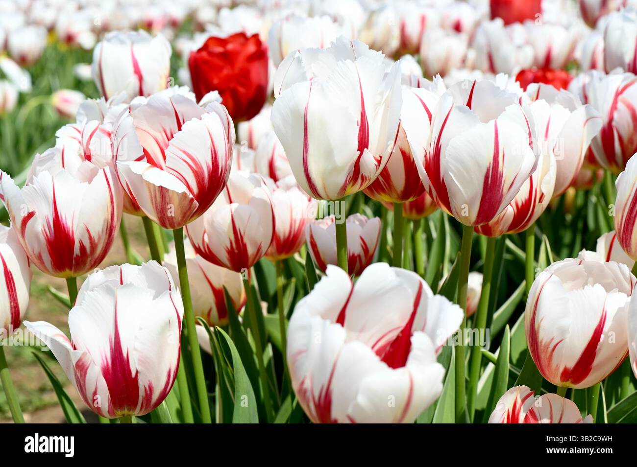 Tulleys Tulip fields near St Albans has a beautifull display of tulips ...
