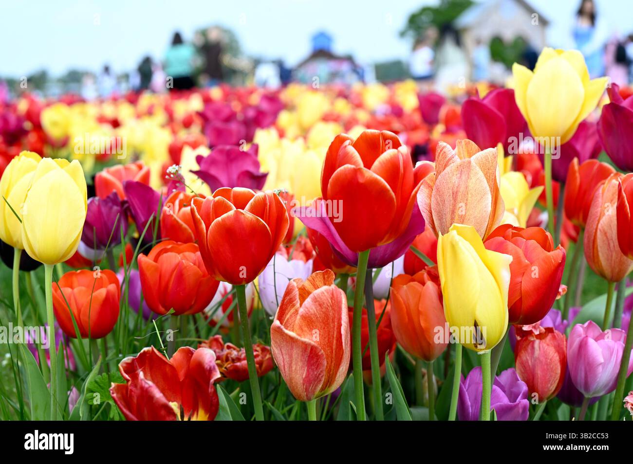 Tulleys Tulip fields near St Albans has a beautifull display of tulips ...