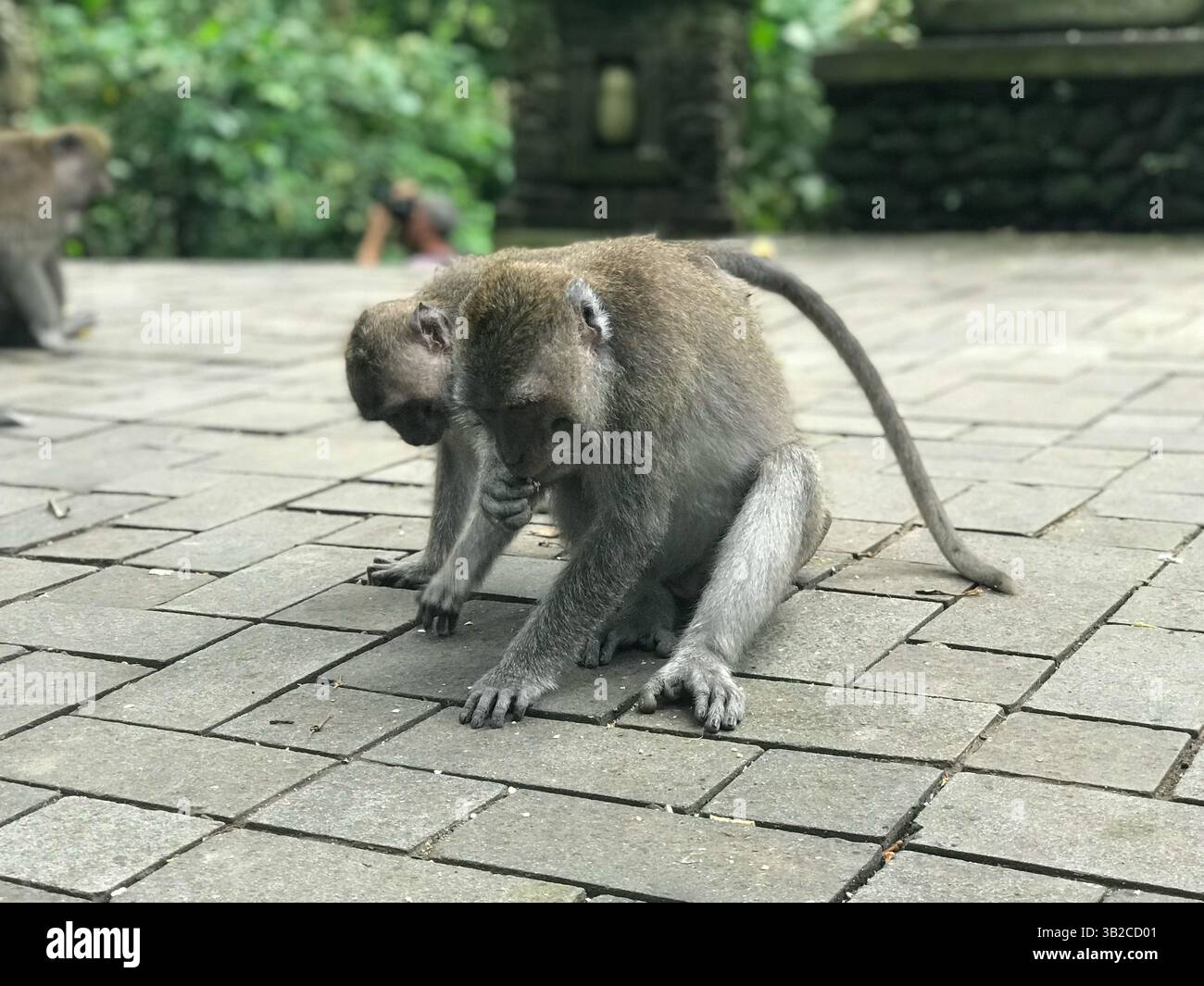 Wild macaques in the Sacred Monkey Forest Sanctuary of Ubud, Bali. A ...