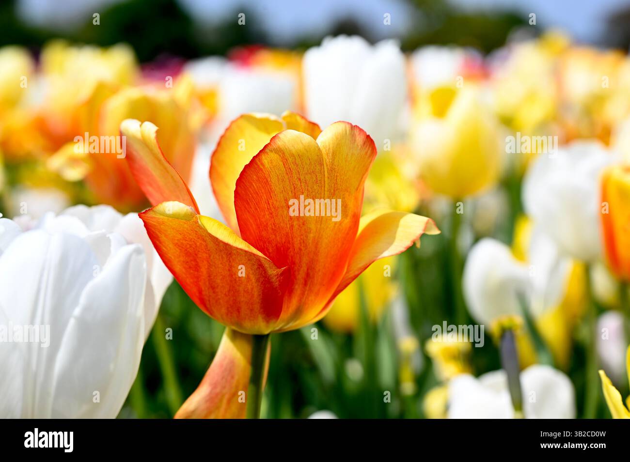 Tulleys Tulip fields near St Albans has a beautifull display of tulips ...