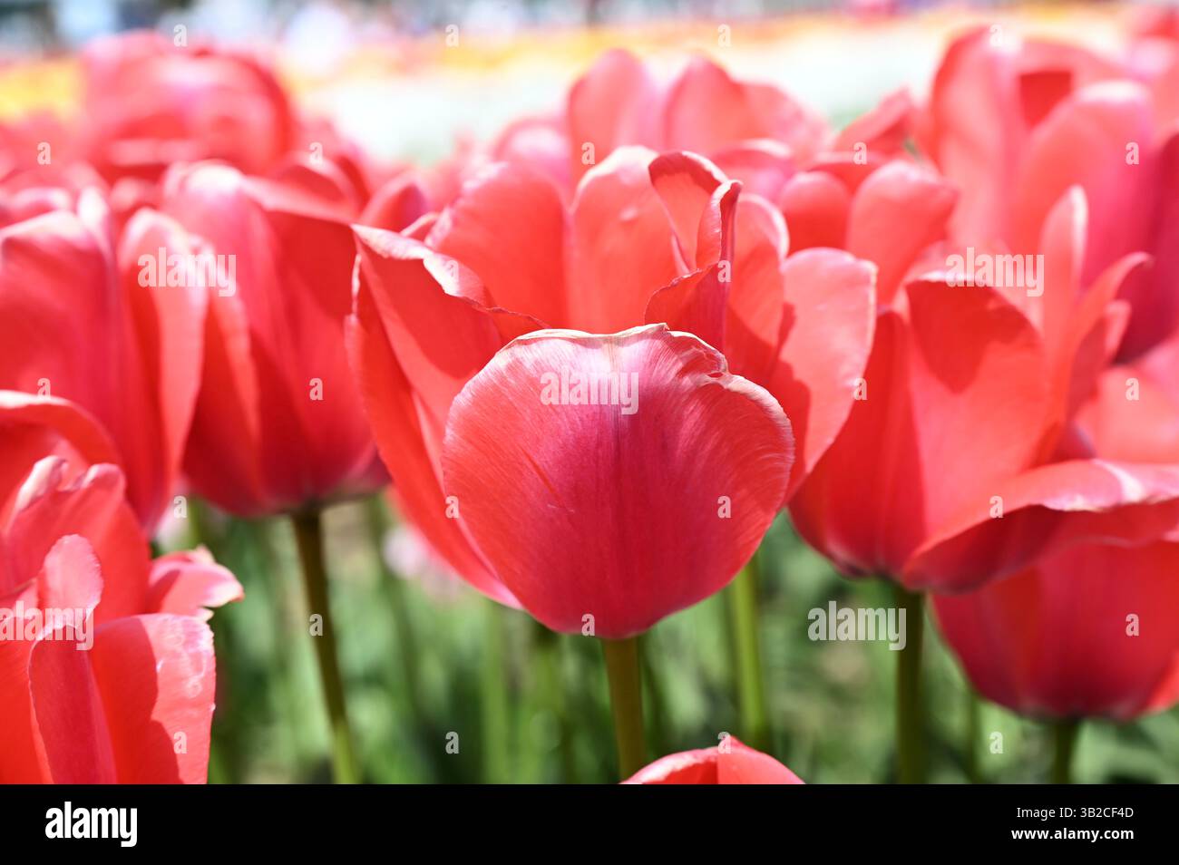 Tulleys Tulip fields near St Albans has a beautifull display of tulips ...