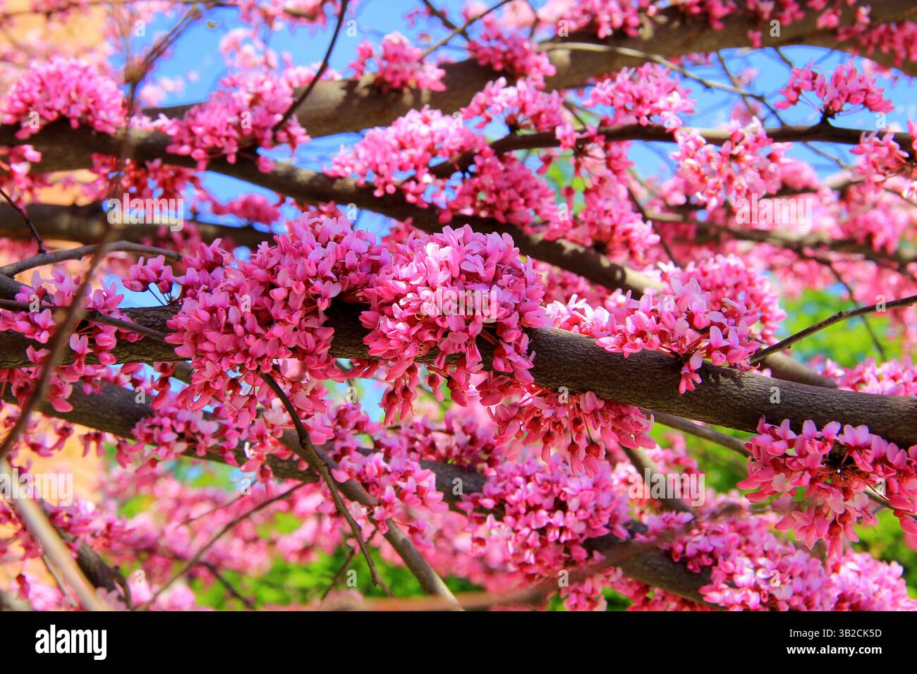 Redbud, Cercis, Judas tree, Cercis carob, Common redbud with pink ...