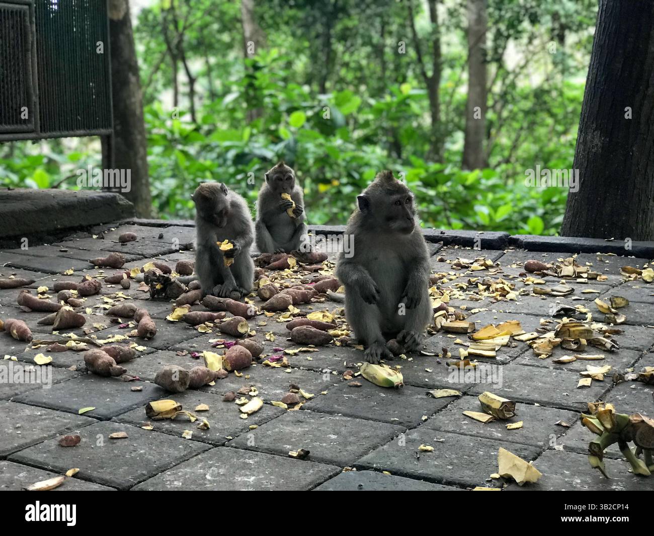 Wild macaques in the Sacred Monkey Forest Sanctuary of Ubud, Bali. A ...