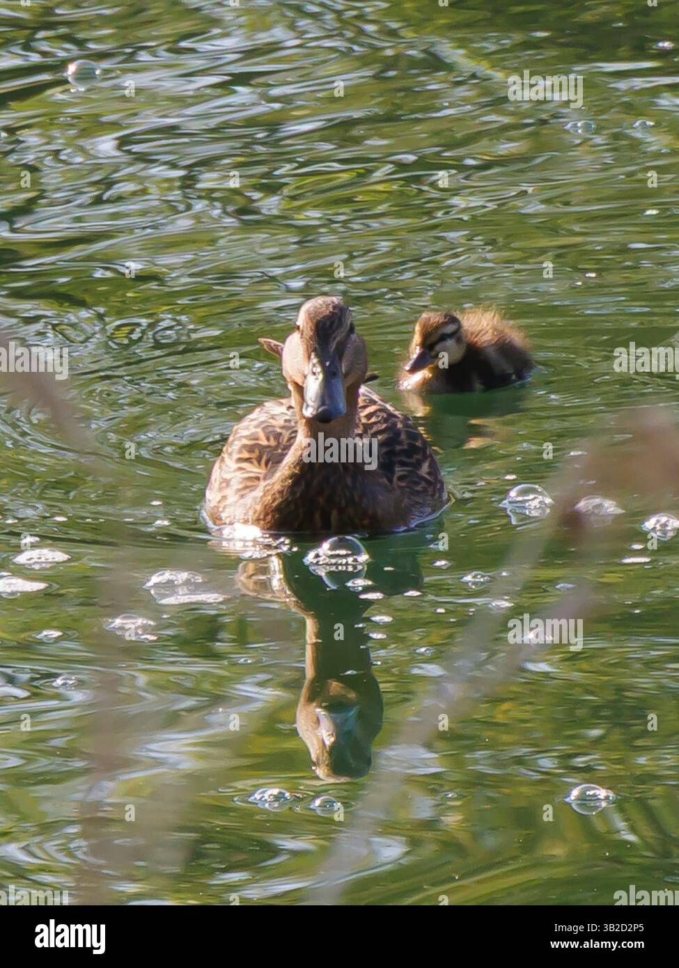 A mother duck glides gracefully across the clear water with her ...