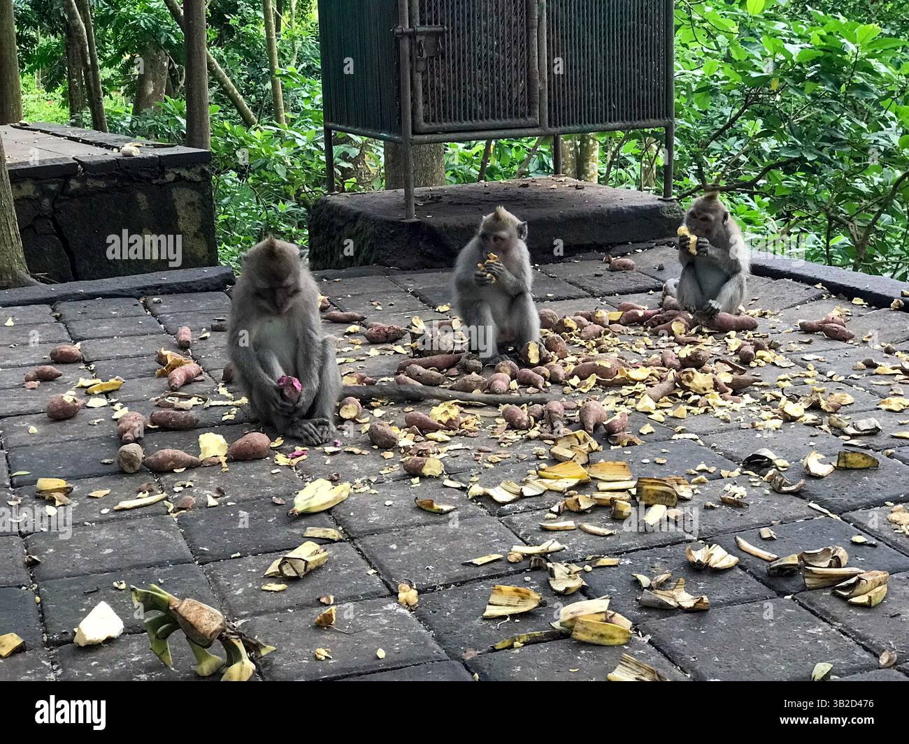 Wild macaques in the Sacred Monkey Forest Sanctuary of Ubud, Bali. A ...