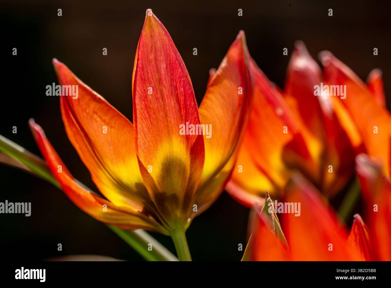 Brighton, April 27th 2025: Little `Princess tulips, Tulipa orphanidea ...
