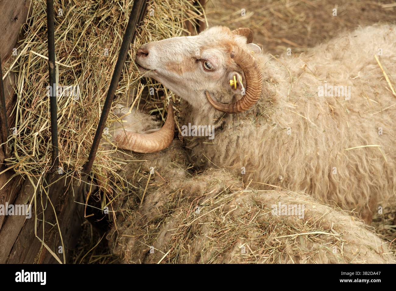 Goat horns eating in cage hi-res stock photography and images - Alamy
