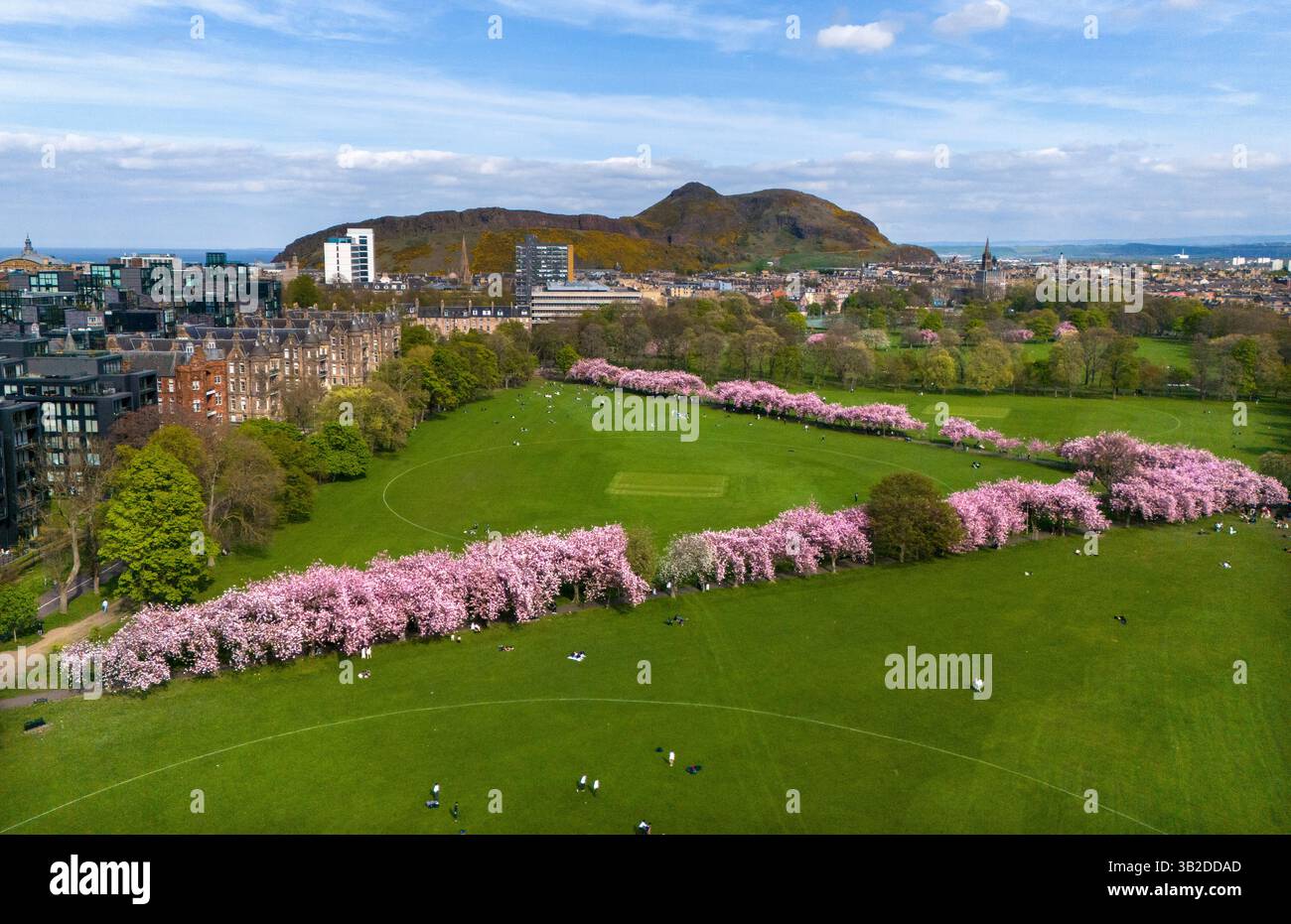 Cherry blossom in The Meadows, Edinburgh. Picture date: Sunday April 27 ...