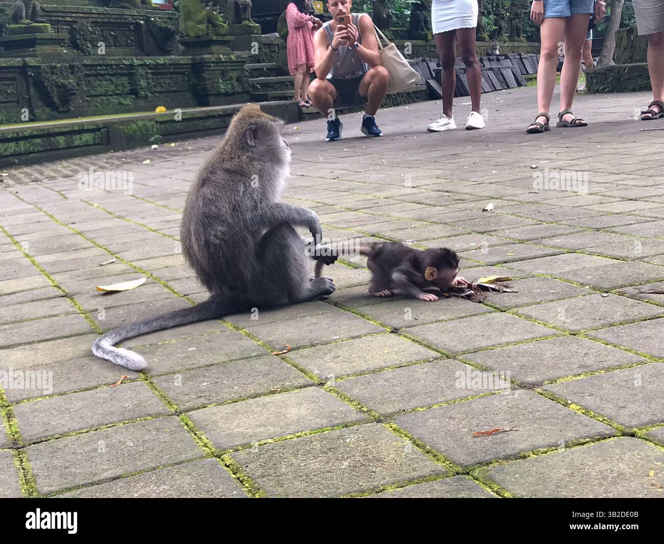 Wild macaques in the Sacred Monkey Forest Sanctuary of Ubud, Bali. A ...