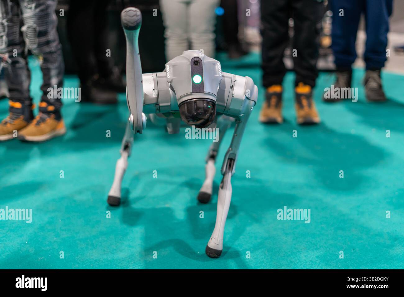 Gray military robot dog at a demonstration with a green background ...