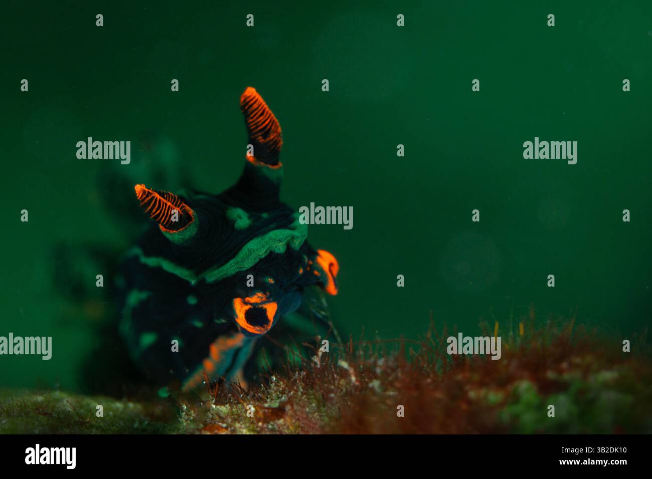 Variable Neon Slug (Nembrotha kubaryana). Underwater macro photography ...