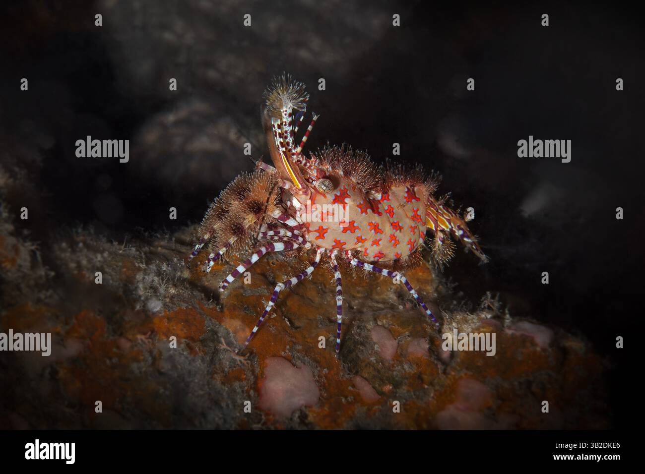 Marbled Shrimp (Saron marmoratus). Underwater macro photography from ...