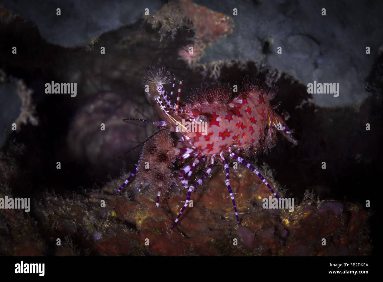 Marbled Shrimp (Saron marmoratus). Underwater macro photography from ...