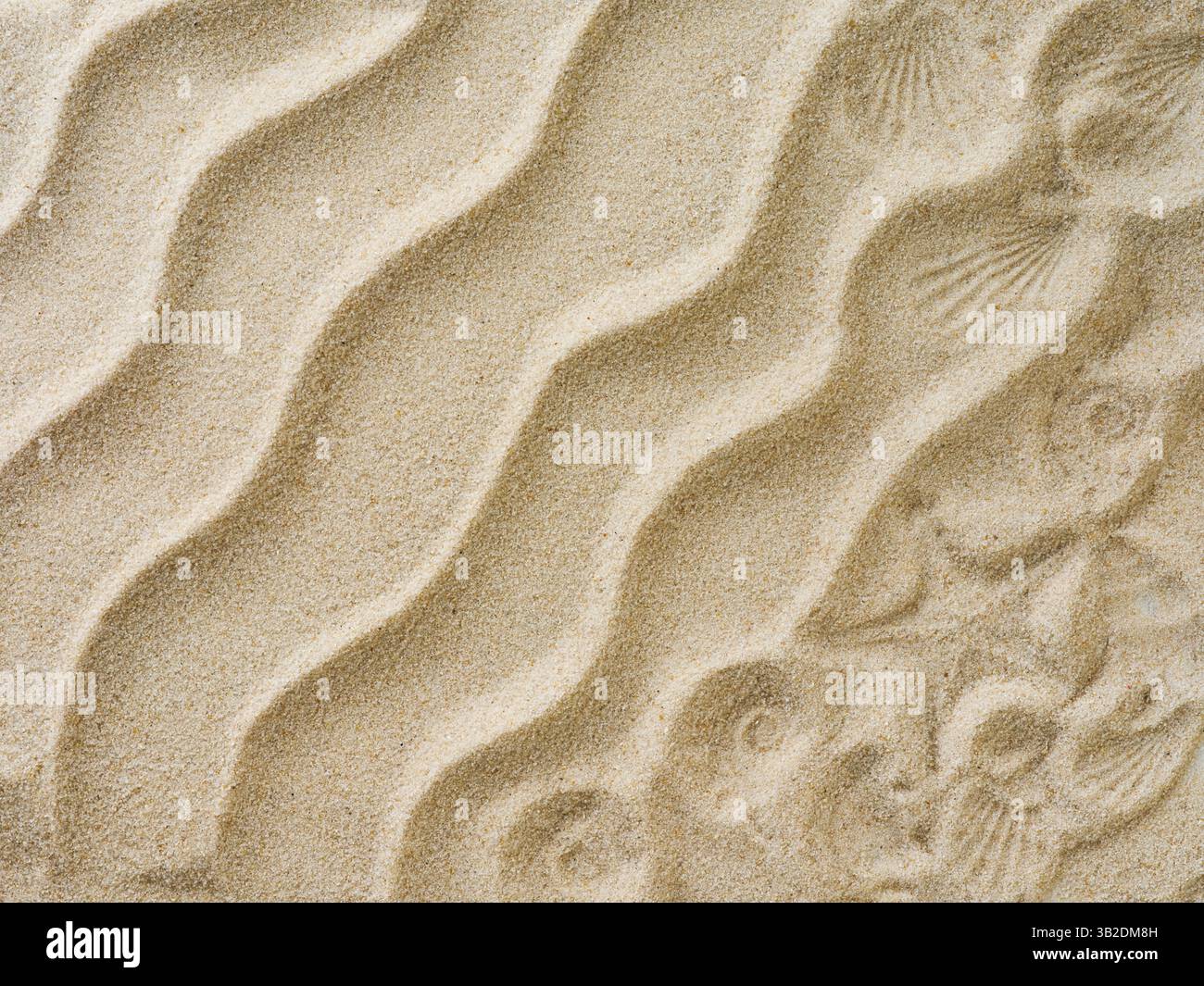 Beach sand with sunglasses, sea shells and stars, sunscreen background ...