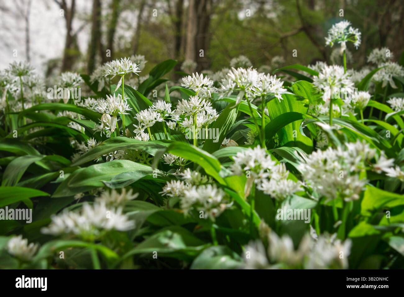 Wild garlic in bloom hi-res stock photography and images - Alamy