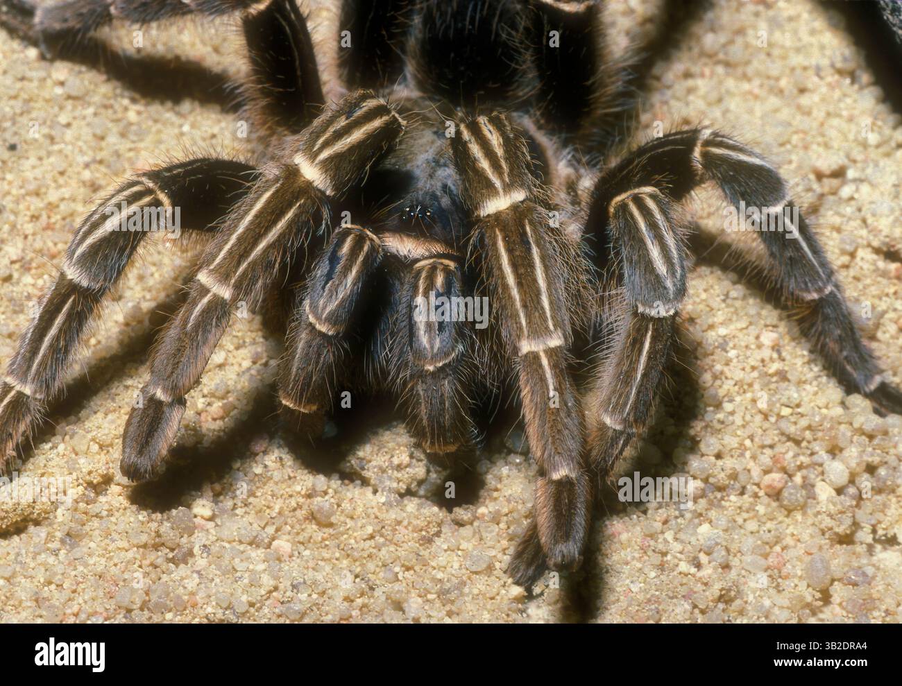Aphonopelma seemanni hi-res stock photography and images - Alamy