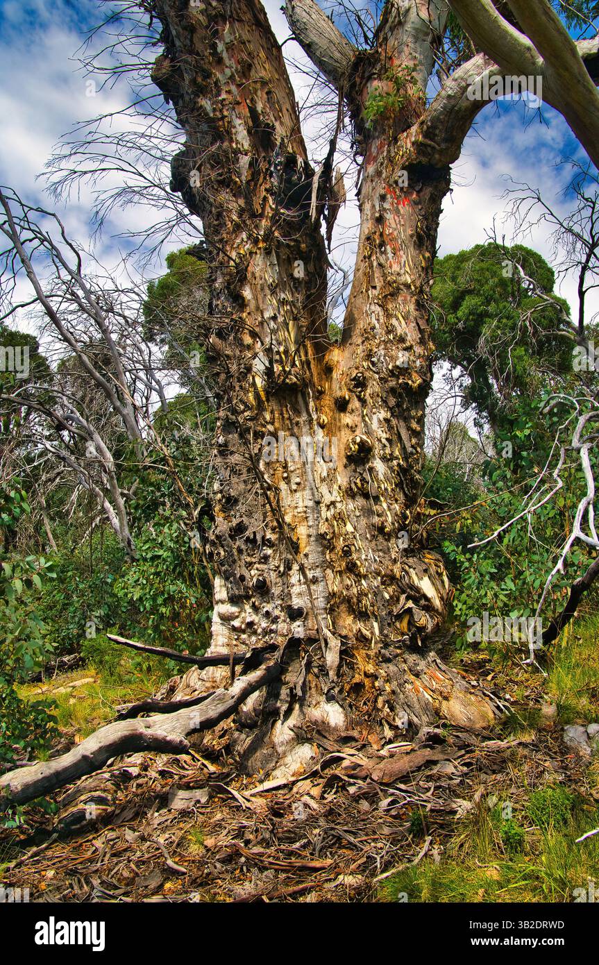 Snow gum hi-res stock photography and images - Alamy