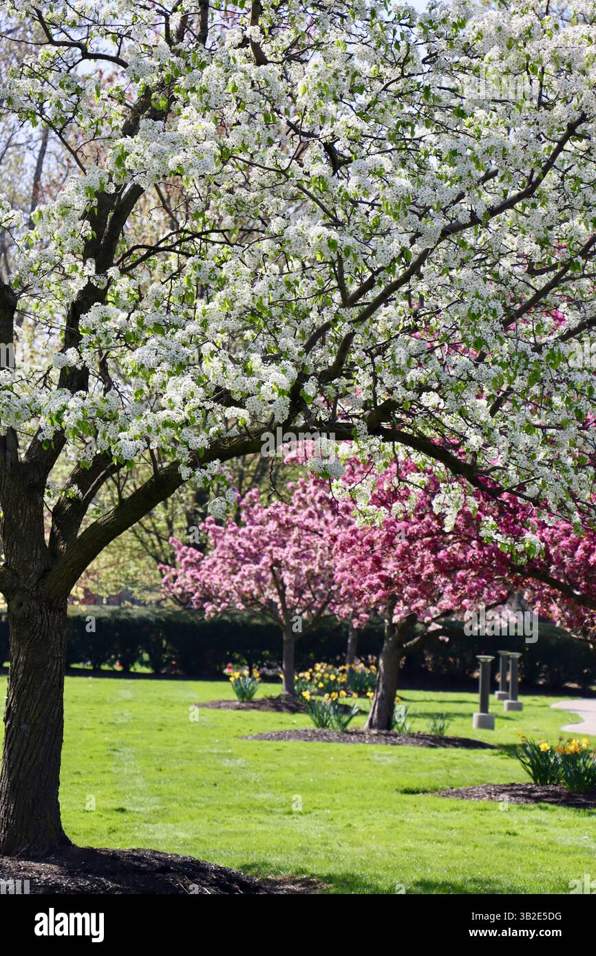 Trees in bloom on Lake avenue in Lakewood west of Cleveland, Ohio Stock ...