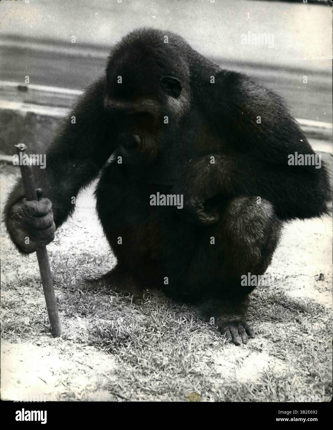 Apr. 16, 2012 - Gorilla apes his keeper - and learns to swim: Water ...