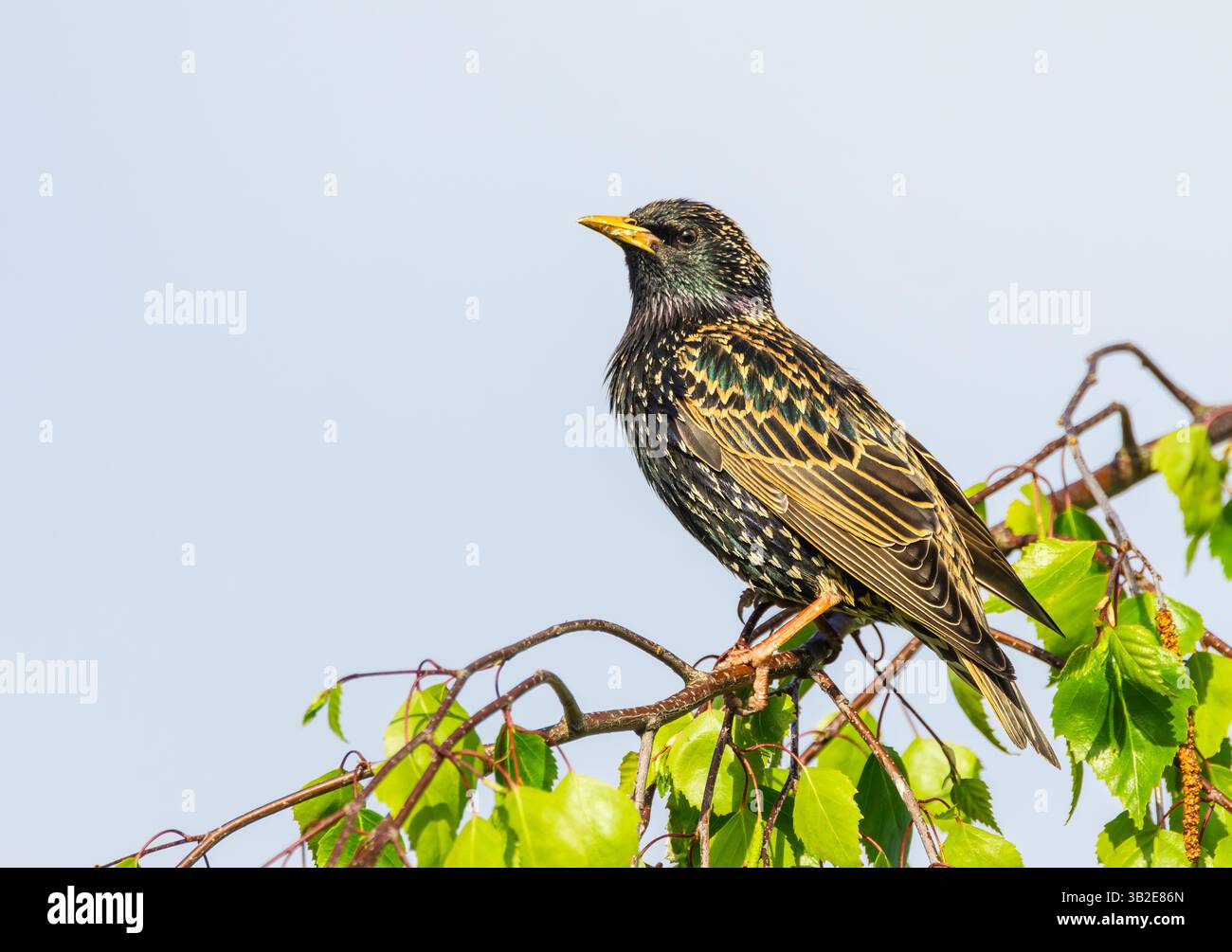 Clean background bird hi-res stock photography and images - Alamy