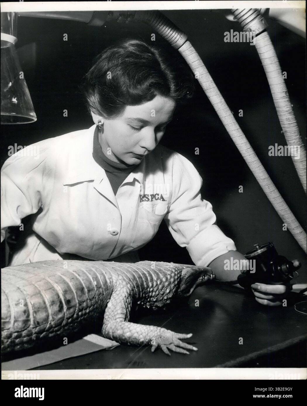 1968 - X-raying an Alligator: ''Peggy'' flat on her back: Upside down now for a reverse X-ray ...