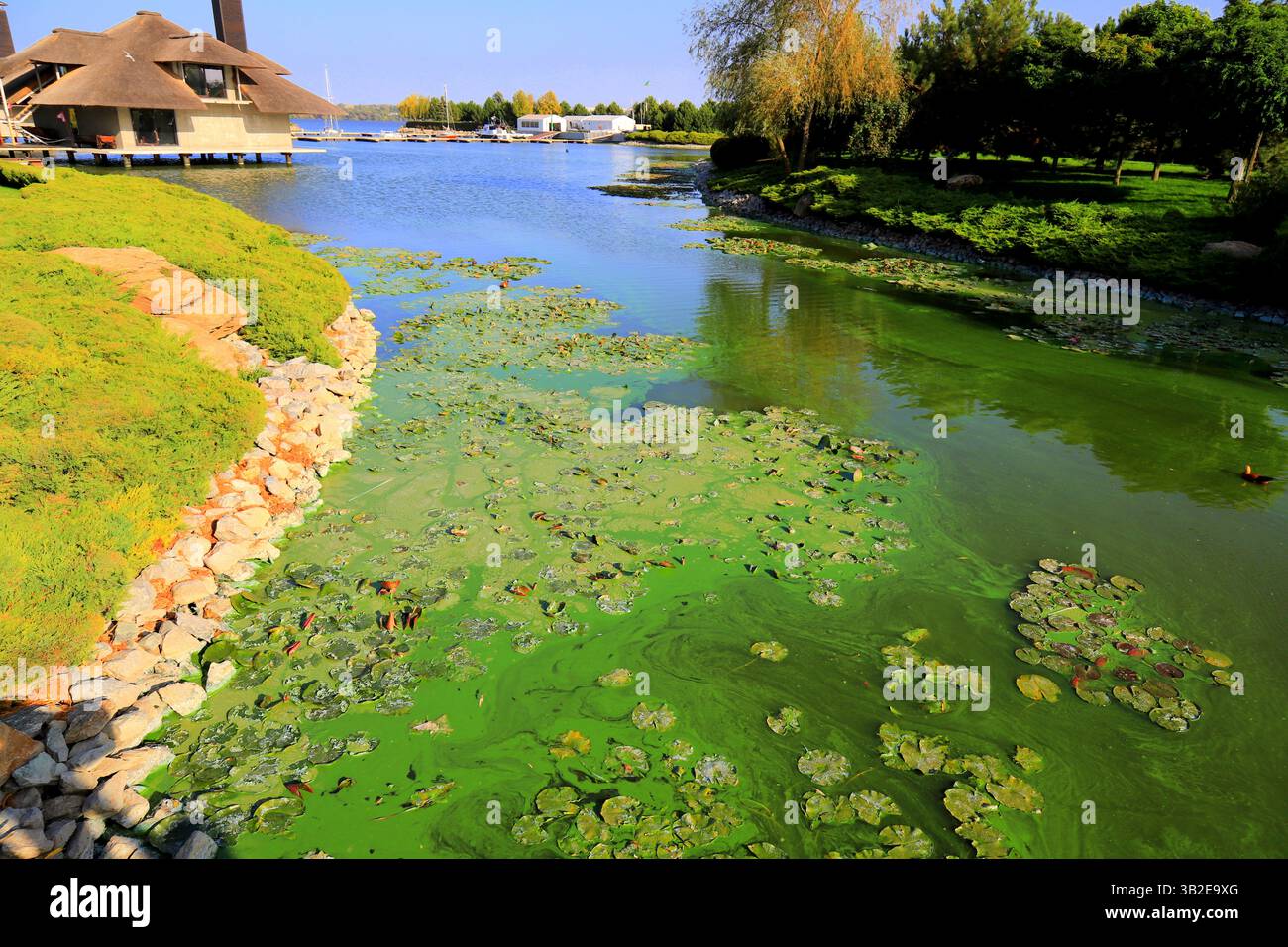 Water pollution by blooming blue green algae - is world environmental ...