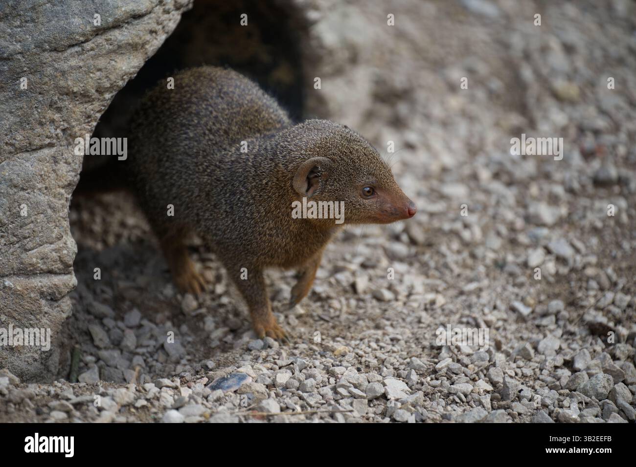 A Common Dwarf Mongoose coming out of it's burrow at London Zoo Stock ...
