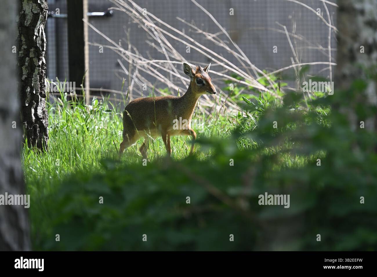 A Kirk's dik-dik small antelope at London Zoo Stock Photo - Alamy
