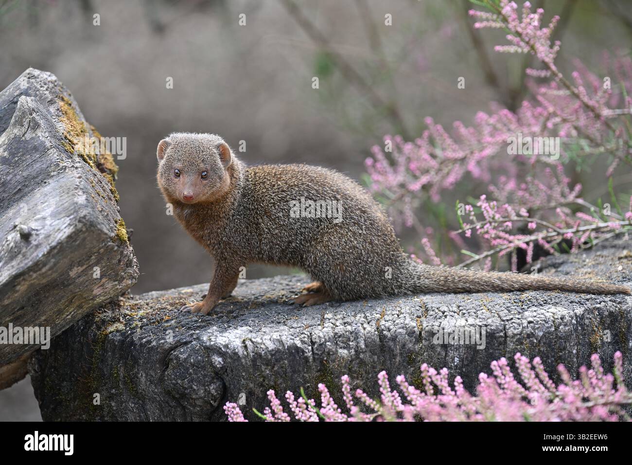 A Common Dwarf Mongoose amongst flowers in the sun at London Zoo Stock ...