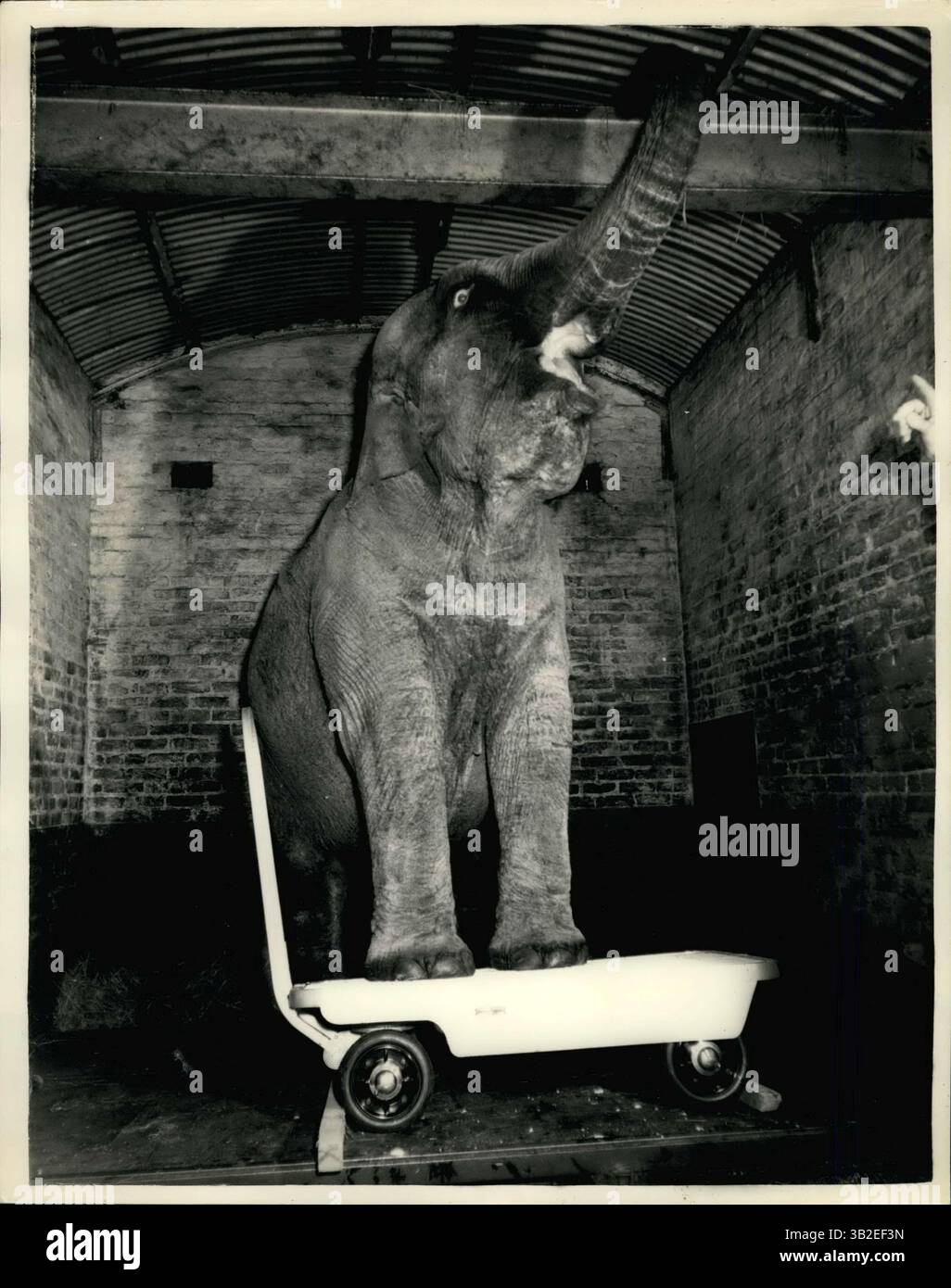 1962 - Elephant used in Testing the new Aerolumin platform truck: An ...