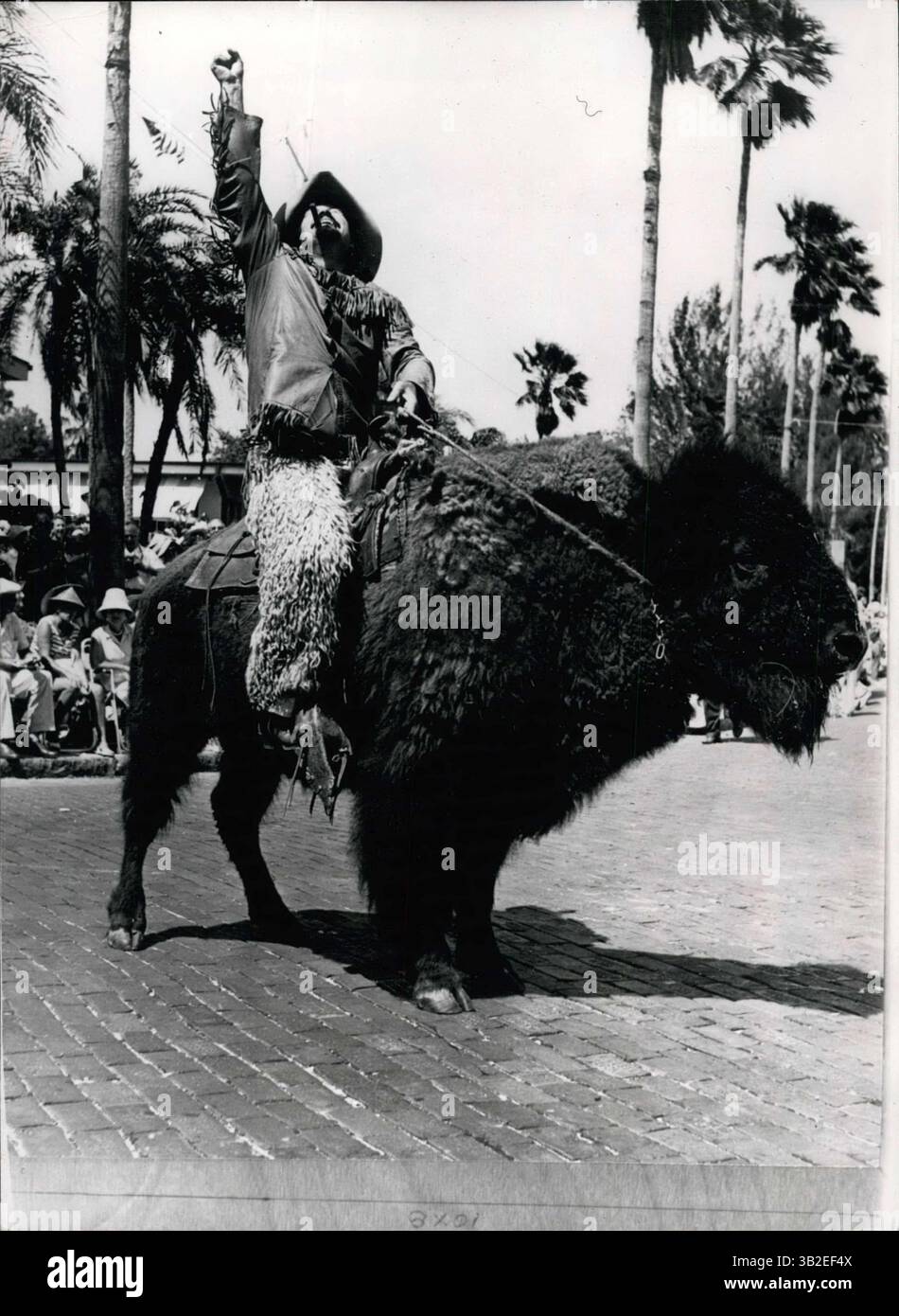 1962 - Wild Bill Tames His Buffalo. Wild Bill would have been proud of ...