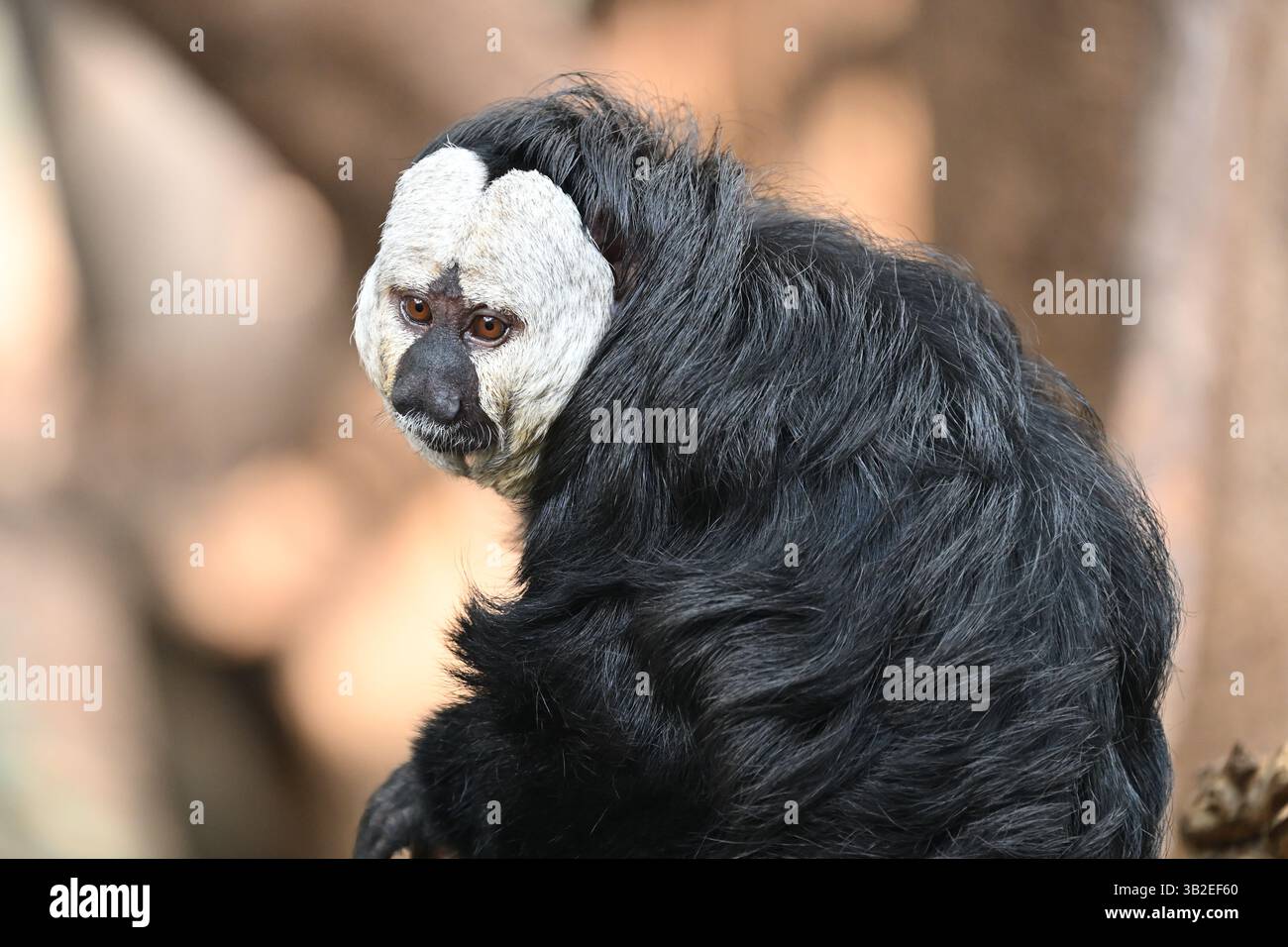 A male White-faced saki monkey at London Zoo Stock Photo - Alamy